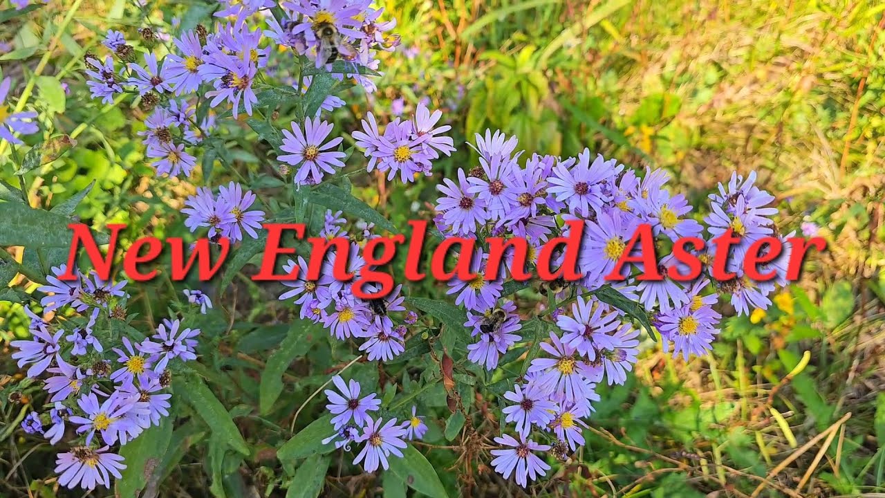 Beautiful Asters and the Bees, DJ Secret Motive - YouTube