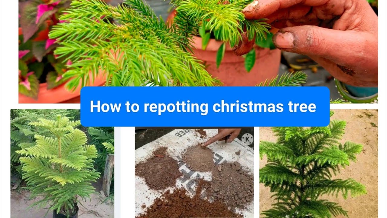 How to repotting christmas tree (Aracucaria) plant/tips and care/@pyara ...