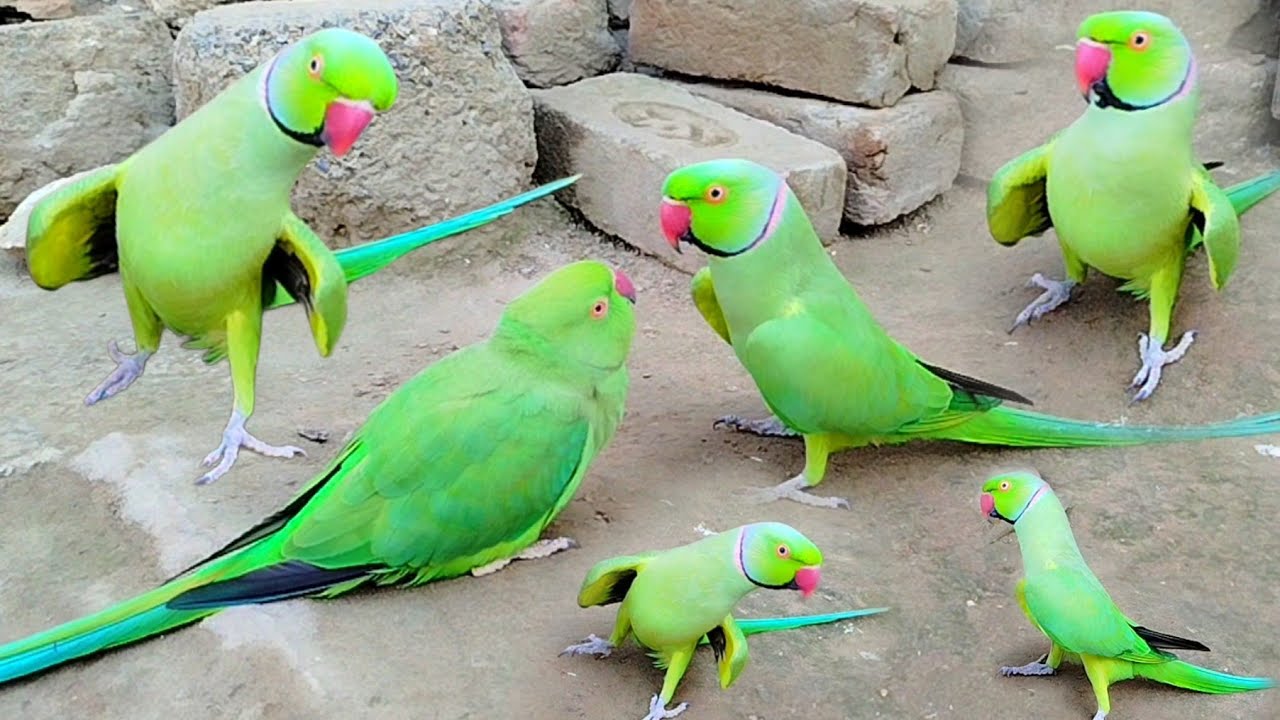 Parrot Jora Feed The Jora Parrot Natural - YouTube