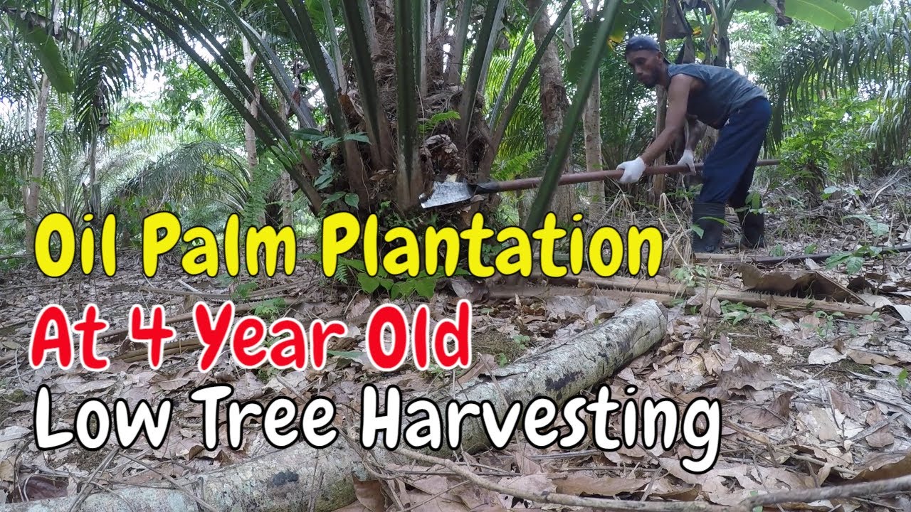 My oil palm plantation at 4 year old, oil palm fruits harvesting, palm ...