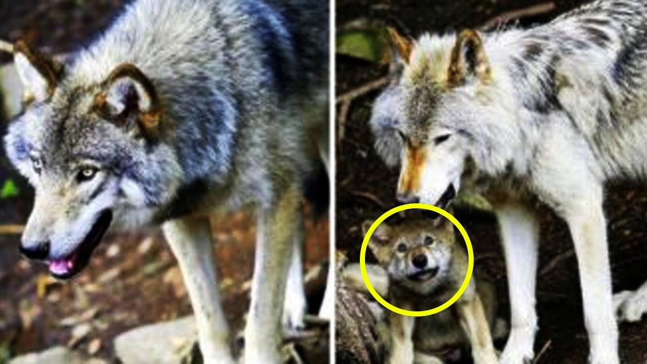 A Man Found a Chained Wolf and Her Weeping Cubs, and What Follows Is ...