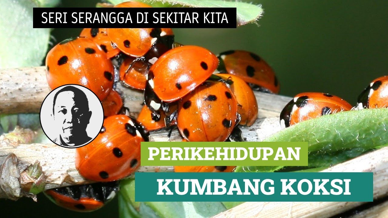 Apakah Kumbang Koksi Bermanfaat? Atau Justru Merugikan? - YouTube