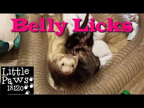 Monday Ferret Playtime, Ferret Belly Licks - YouTube