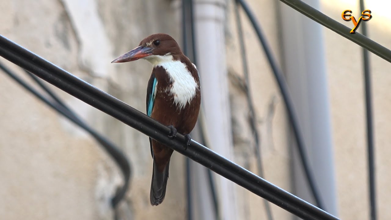 Animals of Netanya, Israel — Autumn-Winter/ Животные Нетании, Израиль ...
