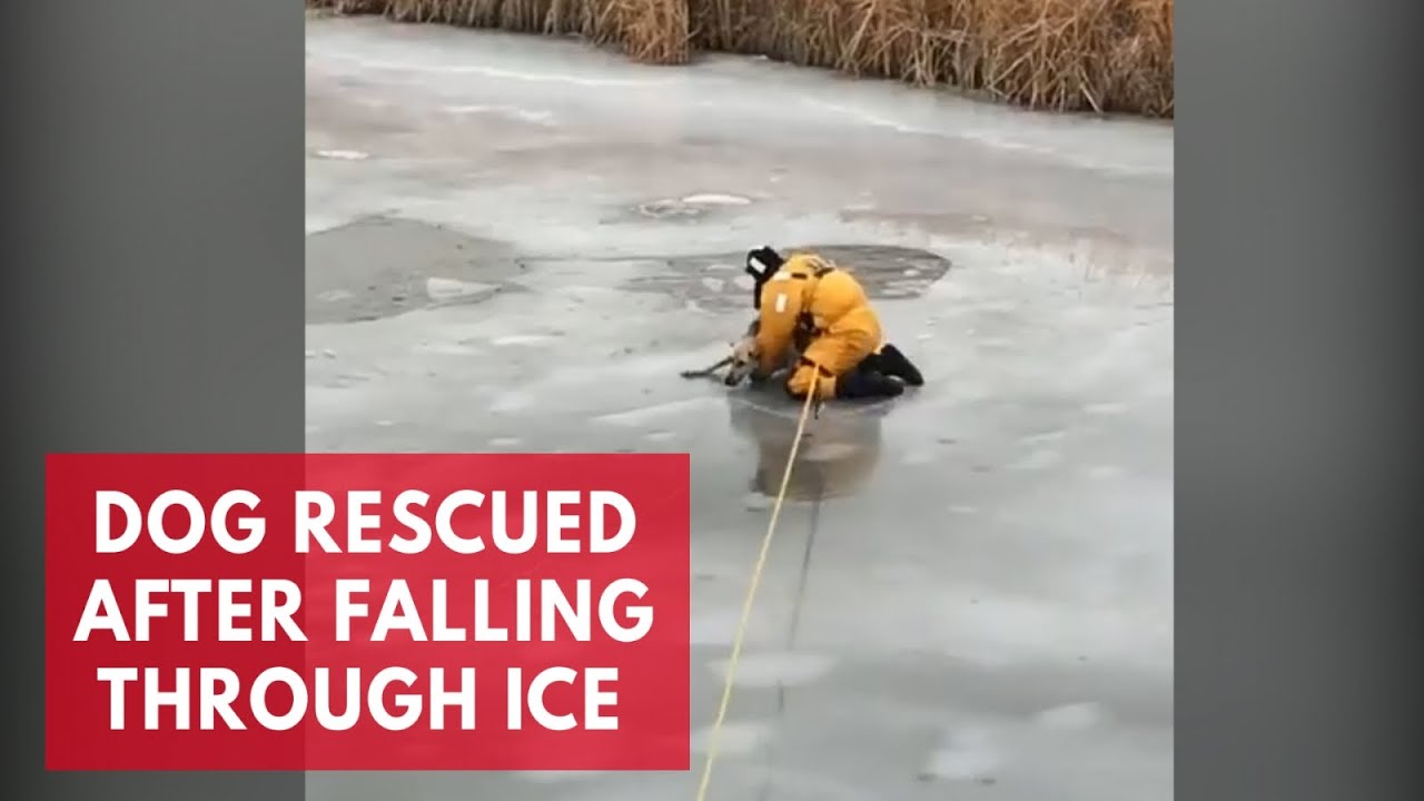 Watch moment dog gets rescued after falling through ice - YouTube