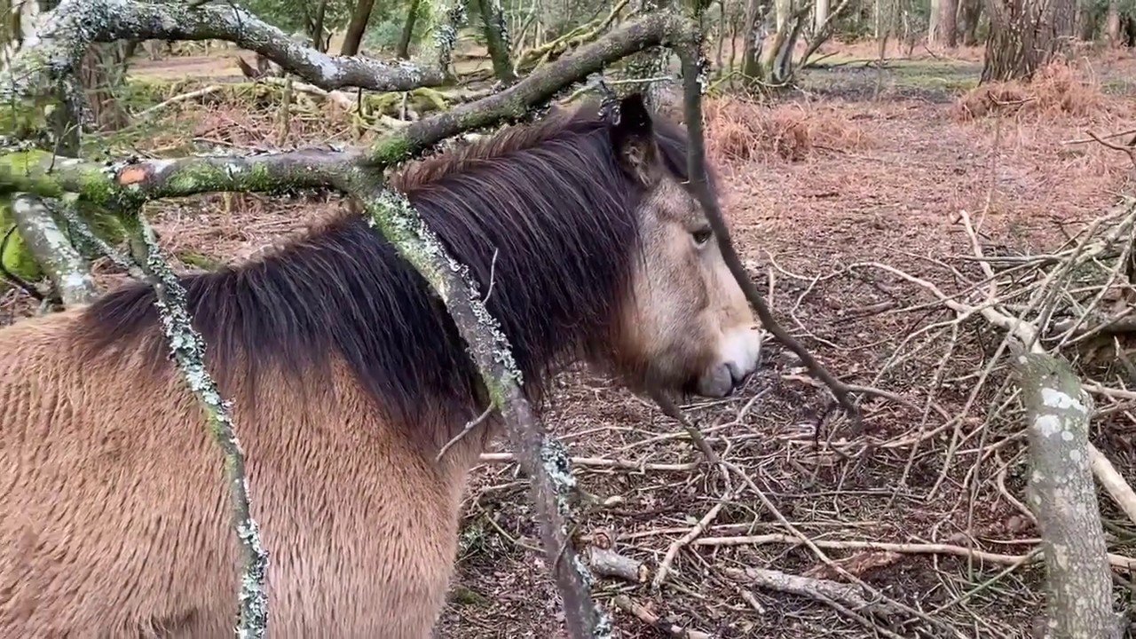 Rescuing a trapped pony - YouTube