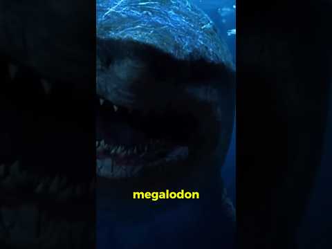 Megalodon En Gizemli Yaratık ! #megalodon #shark #evrim