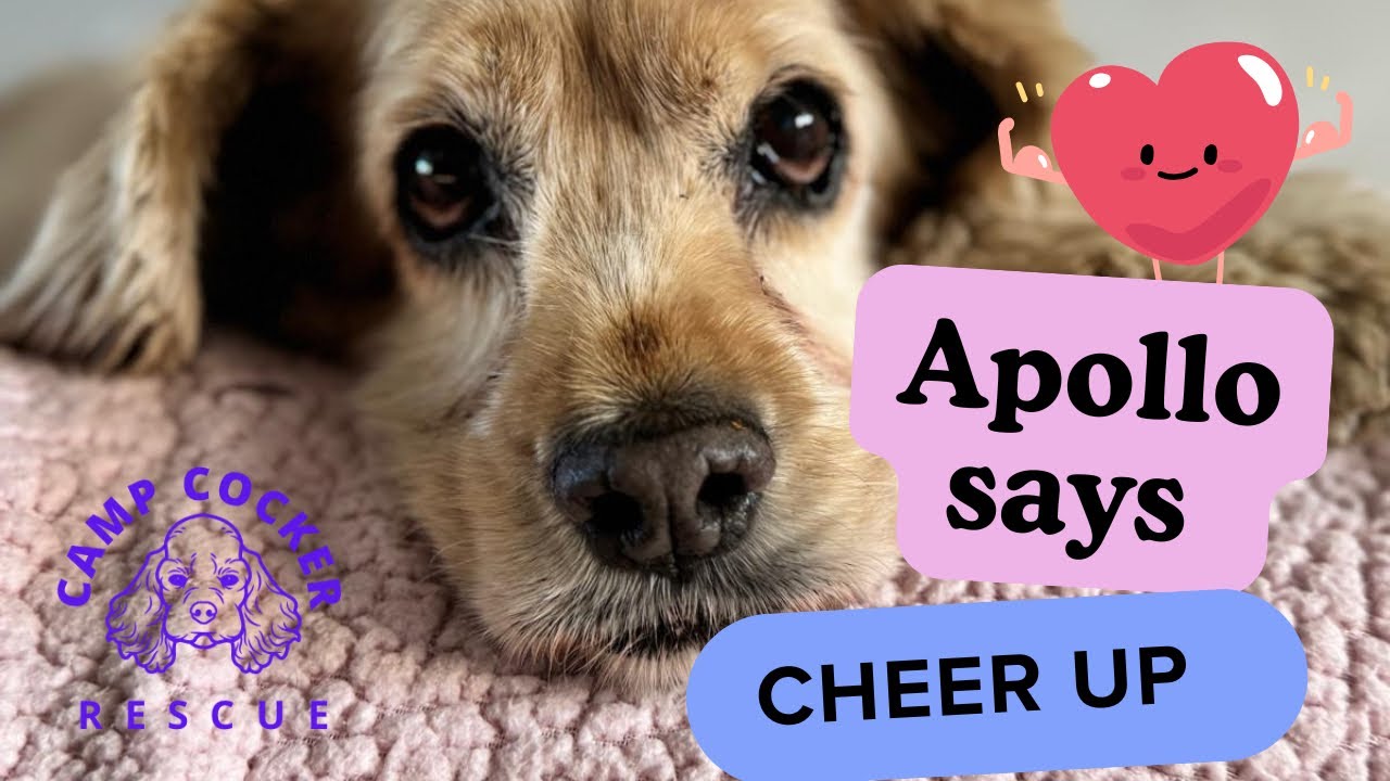 Apollo here to cheer everyone up! #saveadogchangetheworld # ...