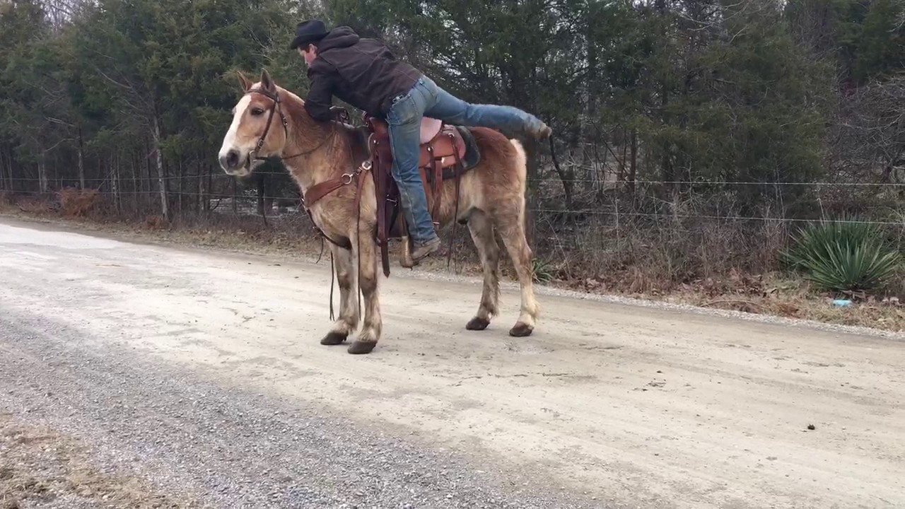 Haflinger team for sale. Ride and drive - YouTube