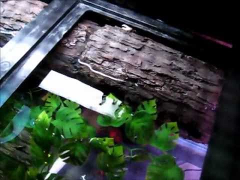 bad ass turtle tank update youtubes finest - YouTube