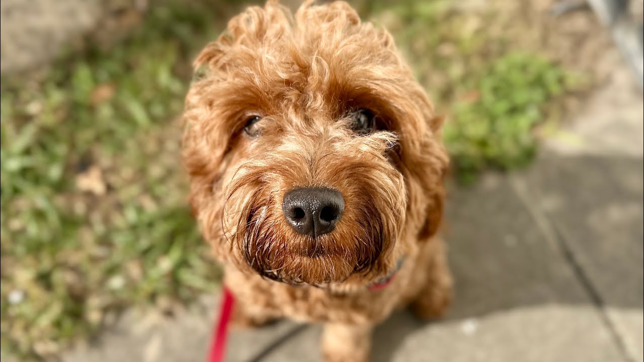 Extremely Fearful Golden Doodle Starts Public Access Training - YouTube