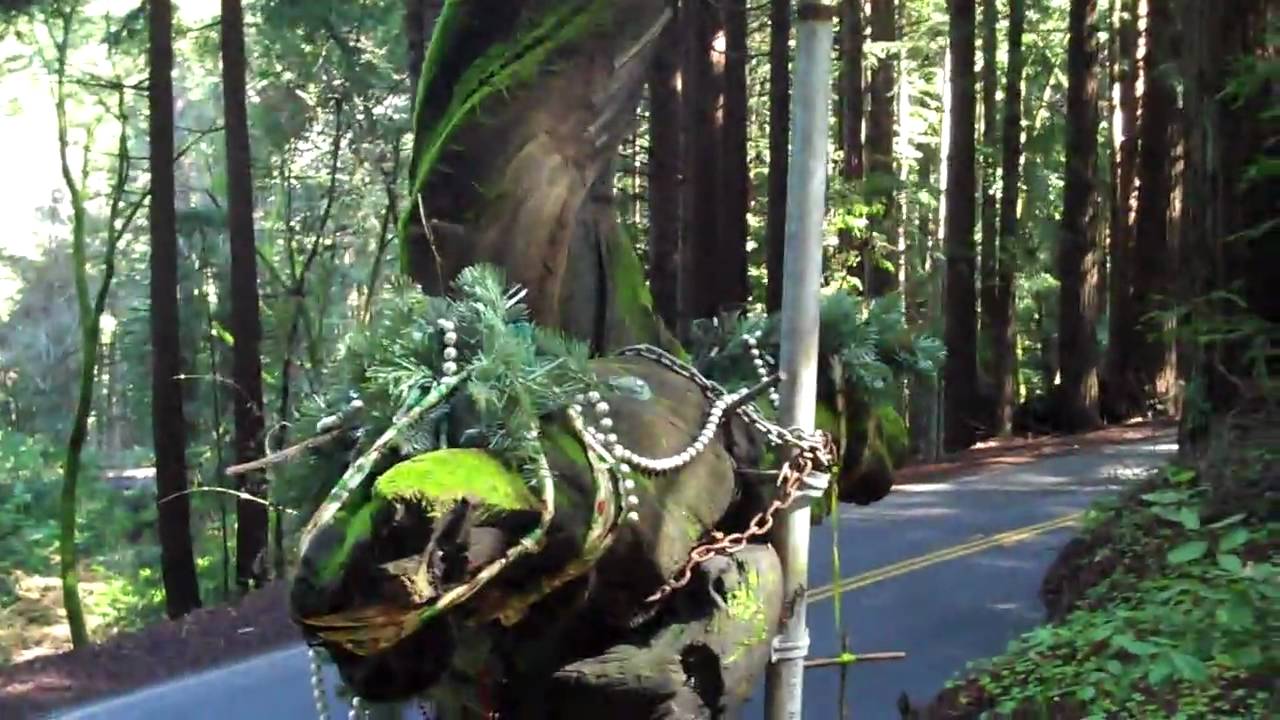 Roadside Memorial for Jesse, Henry Cowell Redwoods State Park, Santa ...