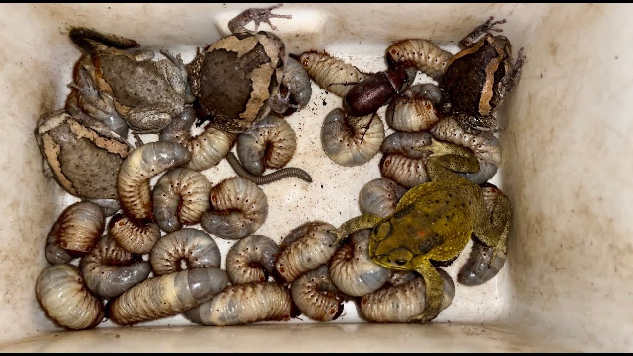 One Small Millipede and Lot of Giant Worms Wood and Biggest Bullfrogs ...