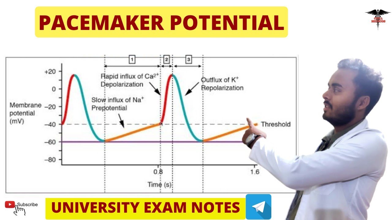 Pacemaker || Pacemaker Potential || S-A Node | CVS Physiology - YouTube