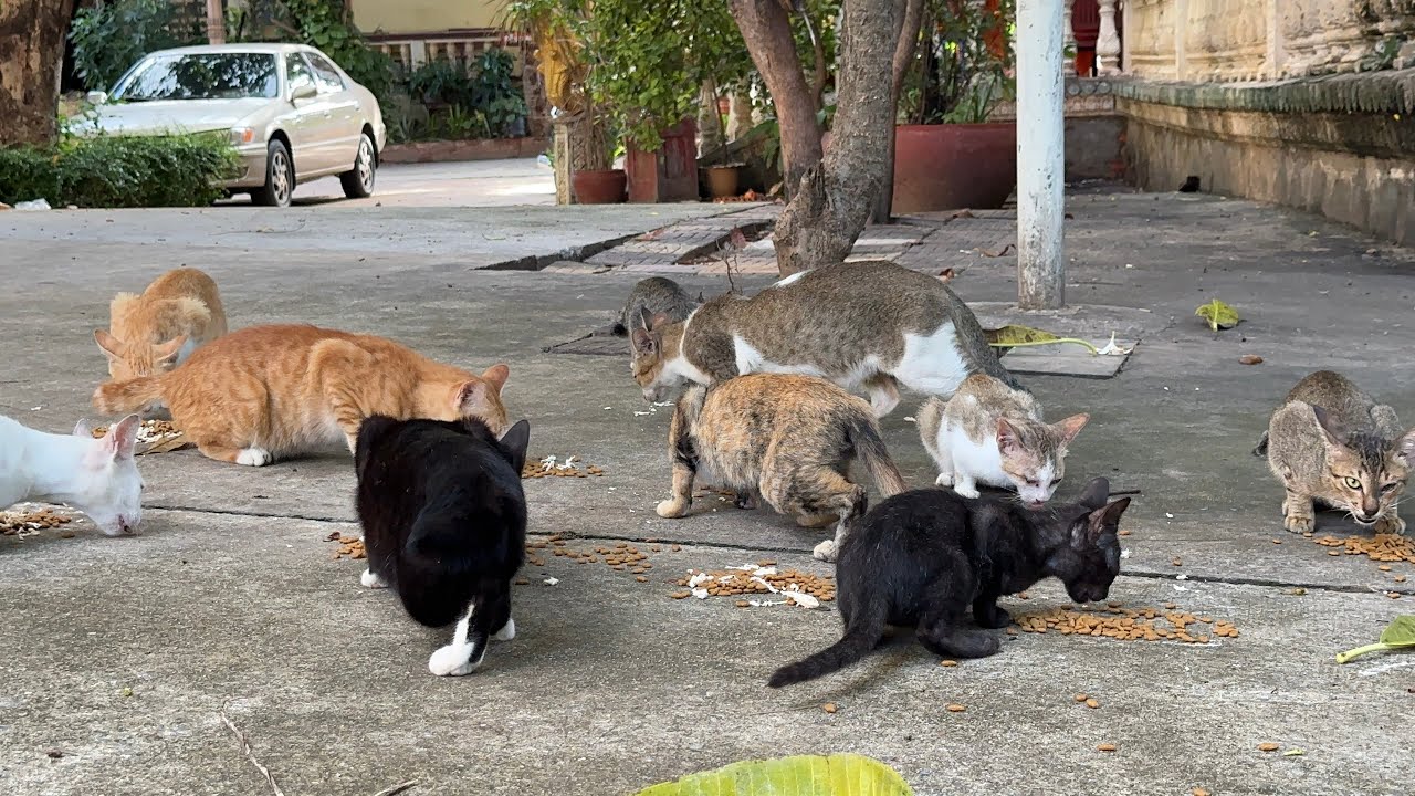 Every day.. the 20 cats and kittens sleep in the same place, waiting ...
