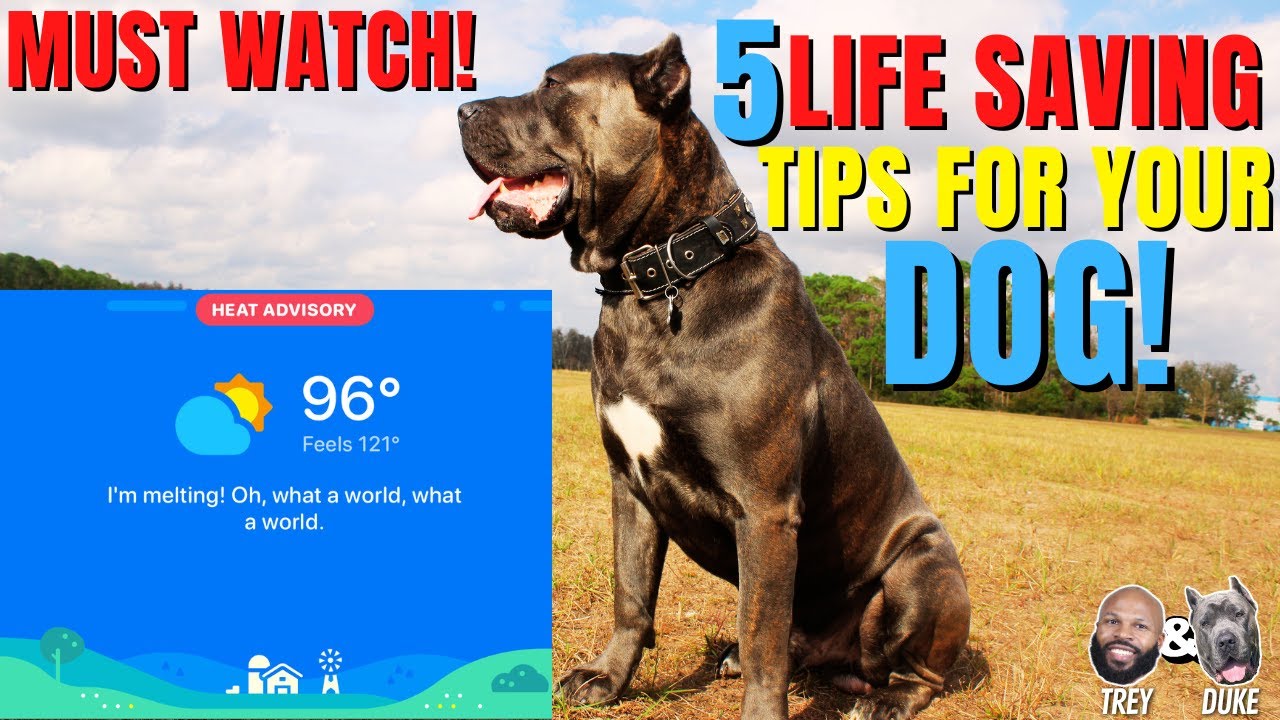 5 Life Saving Tips for Your Dog in Hot Weather - YouTube