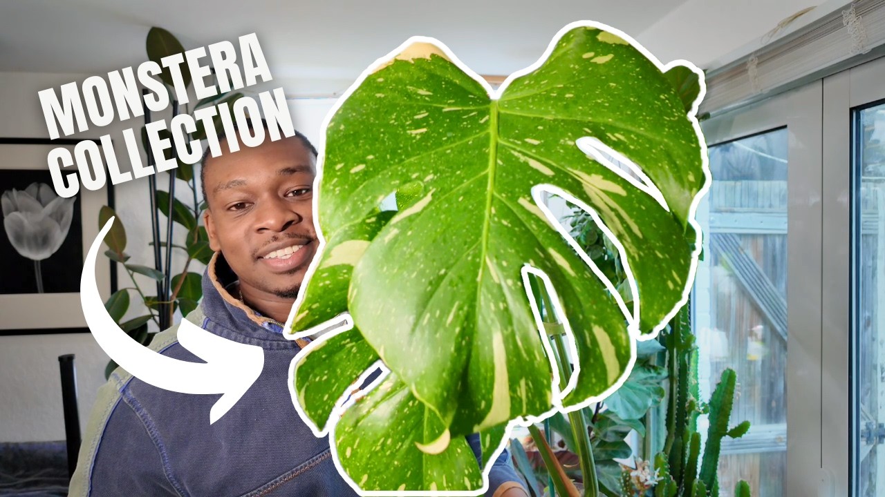 My Entire Monstera Collection 2024 - YouTube