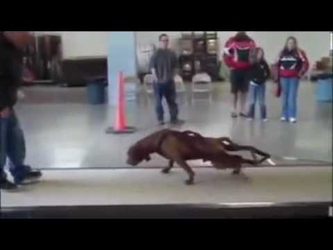 Pitbull Impossible Power