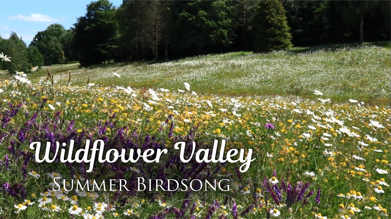 Relaxing Wildflower Meadow | Summer Ambience with Birdsong, Nature ...