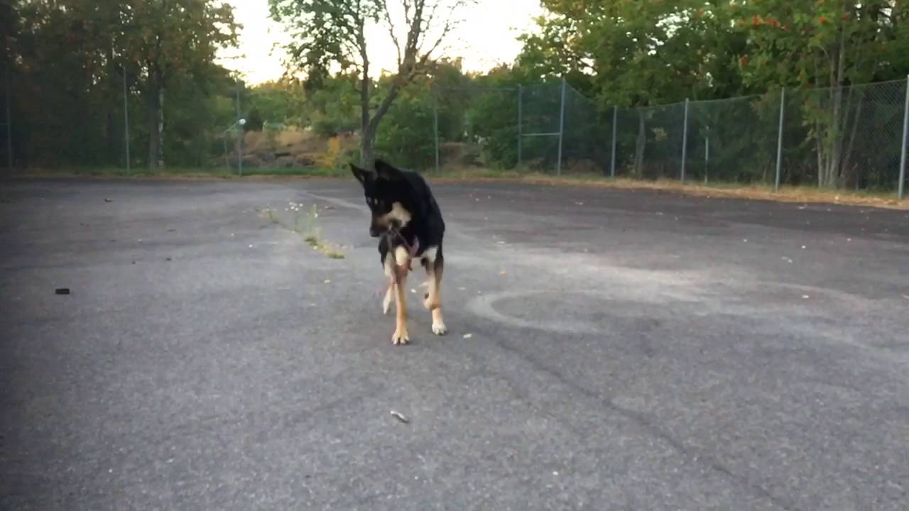 Crazy dog jumping and running in slow motion - YouTube