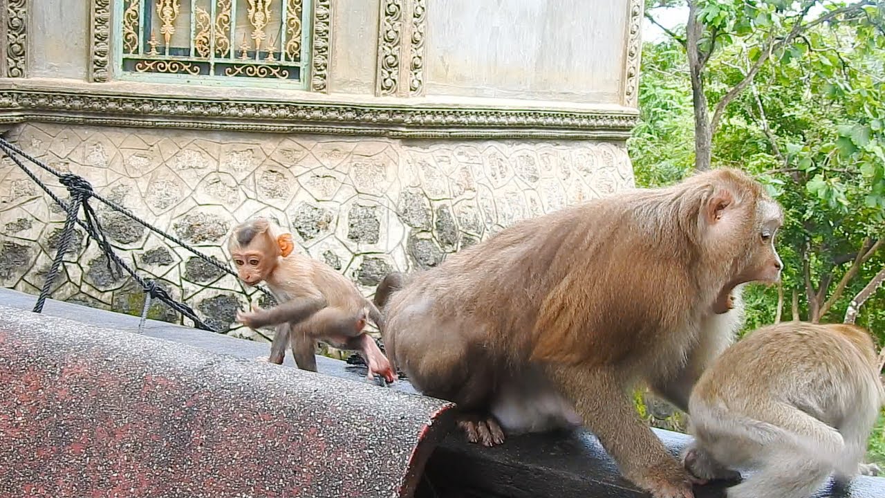 Pinka monkey protect other monkeys from approaching Pedro baby - YouTube