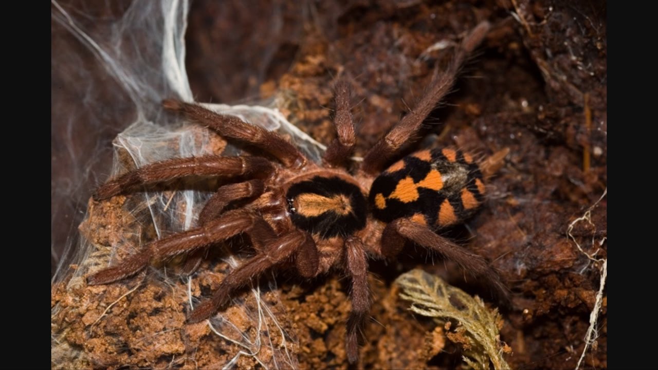 Hapalopus Sp Columbia ( Large Form ) 🕷First Feed After Moult - YouTube