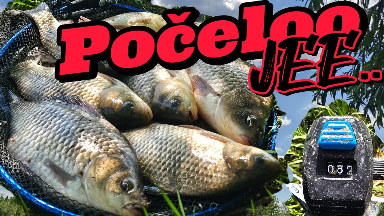 Vrhunsko feeder pecanje na Tamisu, babuska, deverika, krupatica rade ...