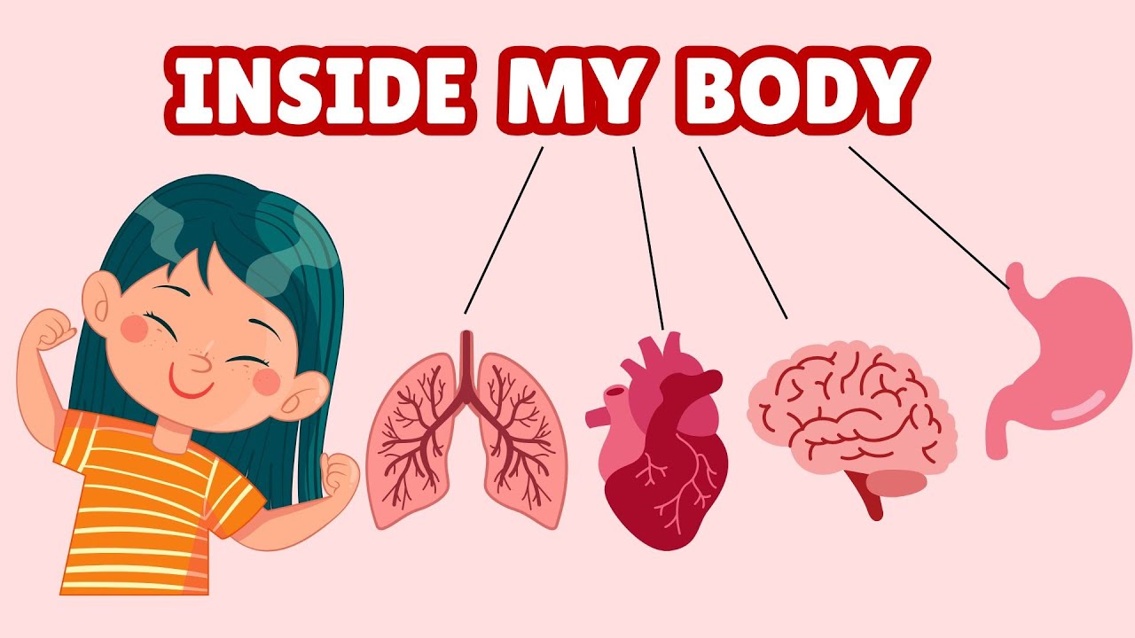 Learn About the Inner Body Parts with Fun Rhyme for Kids | Educational ...