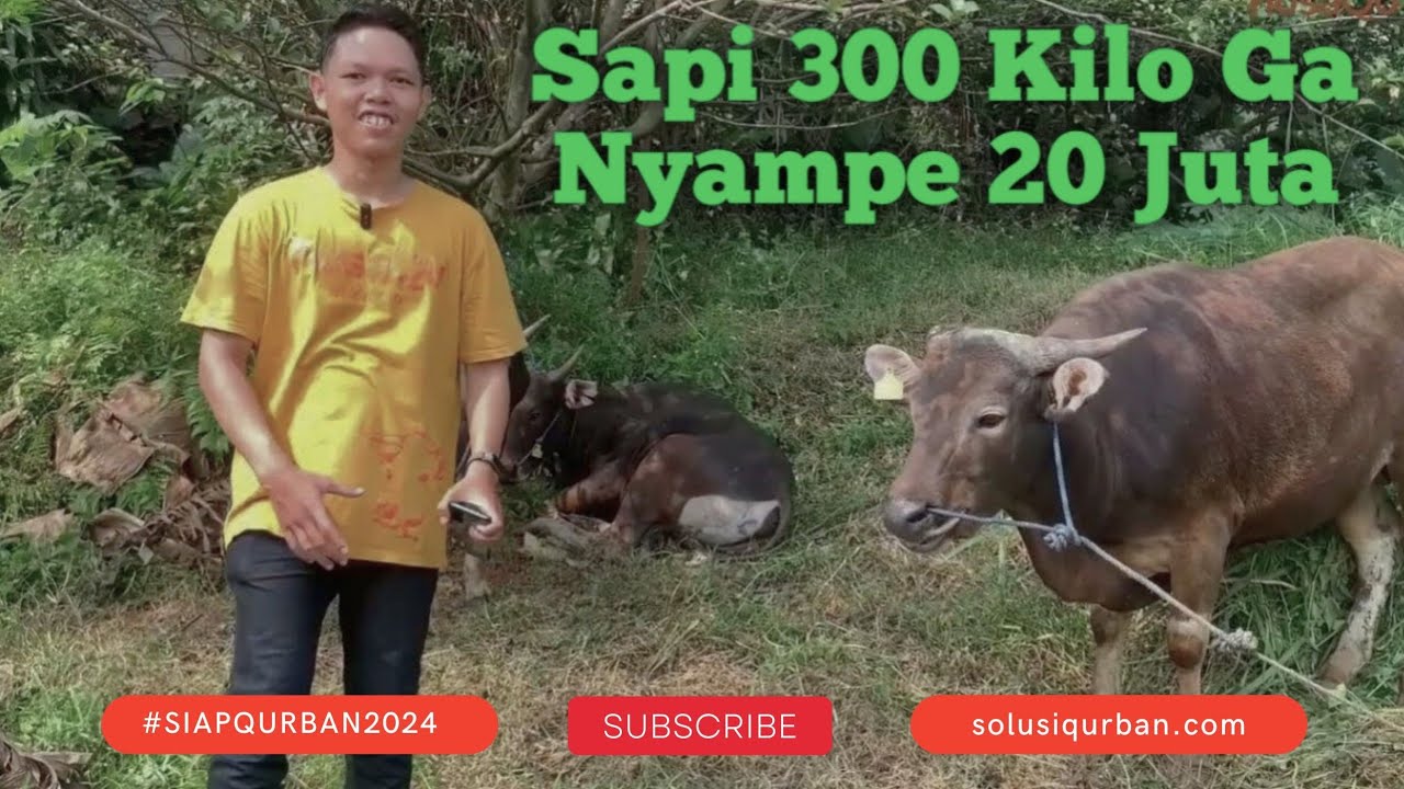 Review Sapi Gede Tinggi Tapi Harganya Murah | Siap Qurban 2024 | Nusa ...