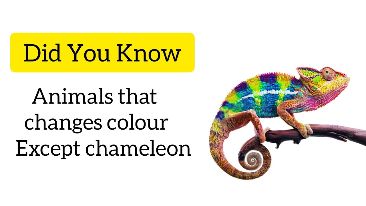 Animals that changes their colors whenever they want | SHARE - YouTube