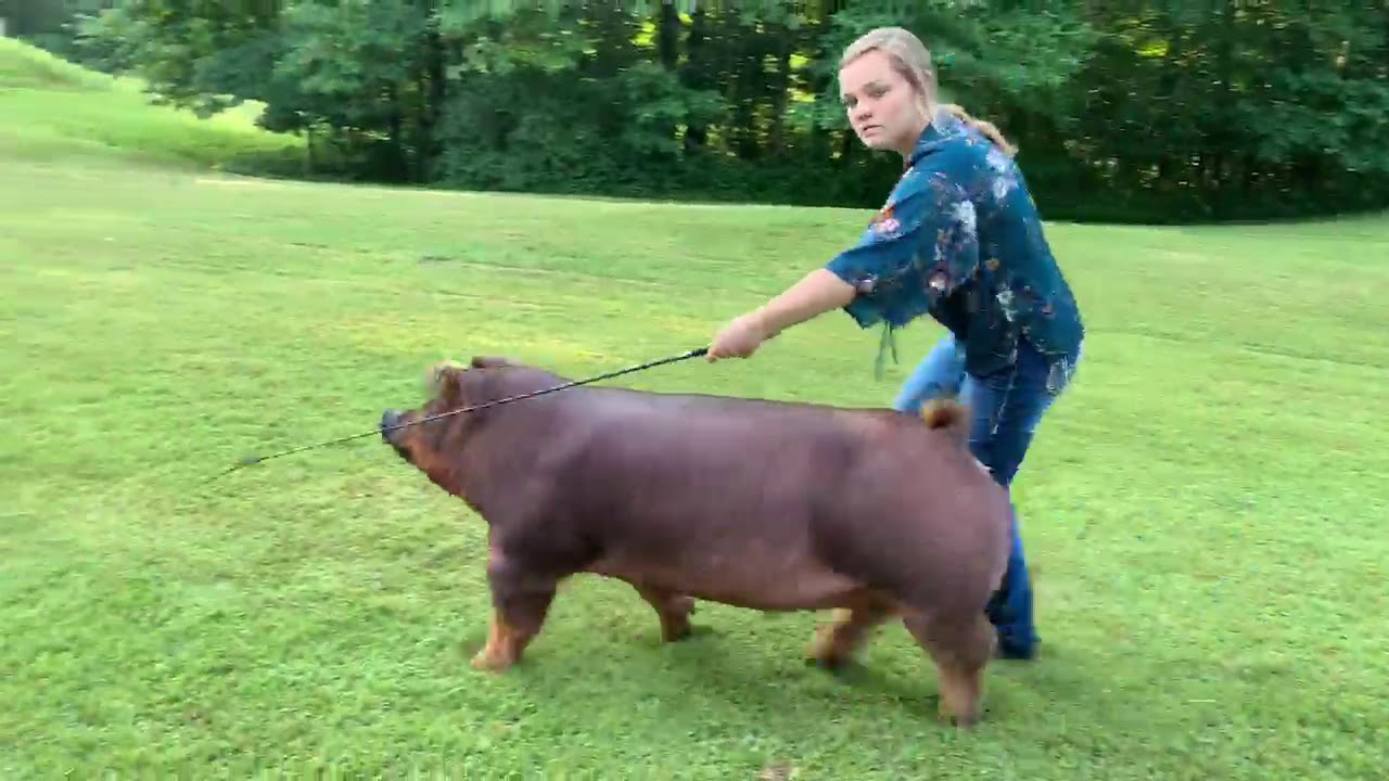 Duroc Gilt-Audree Brown- 2020 - YouTube