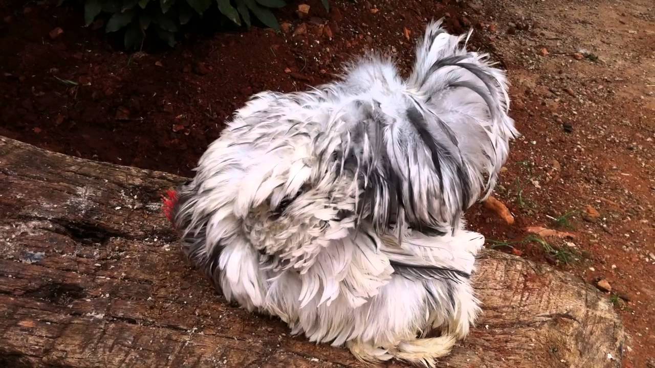 Gallo Pekin Rizado color Splash con 4,5 meses criador y propiedad ...