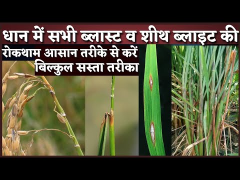 treatment for rice blast disease।neck blast of rice control।sheath ...