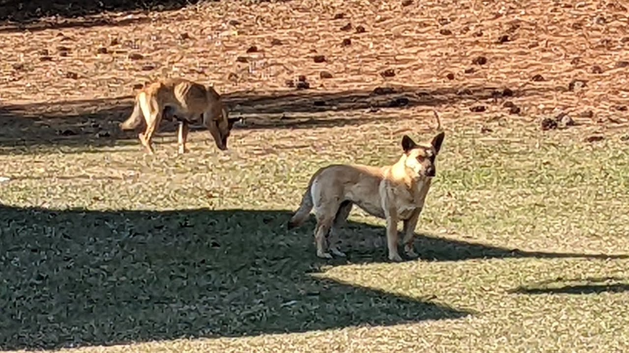 Dogs hanging out around the house - YouTube