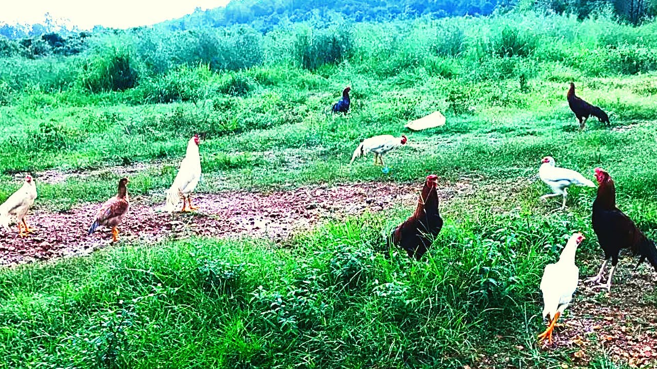 feeding many roosters and chickens under heavy rain #rooster #chicken # ...