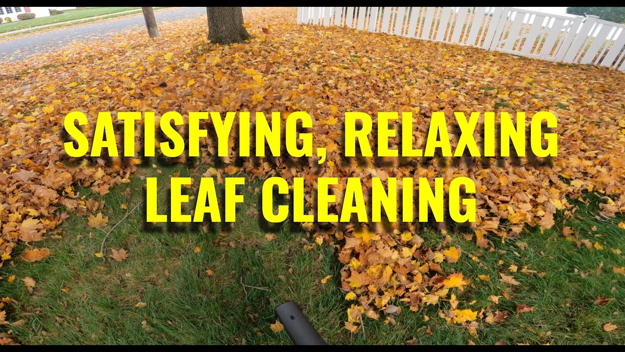 Relaxing and Satisfying Leaf cleaning | Release Dopamine - YouTube
