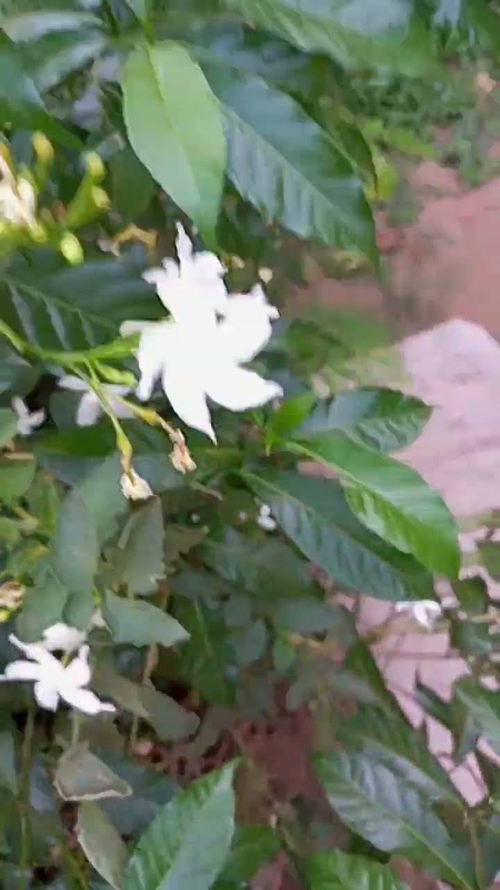 chandni ke phool - YouTube