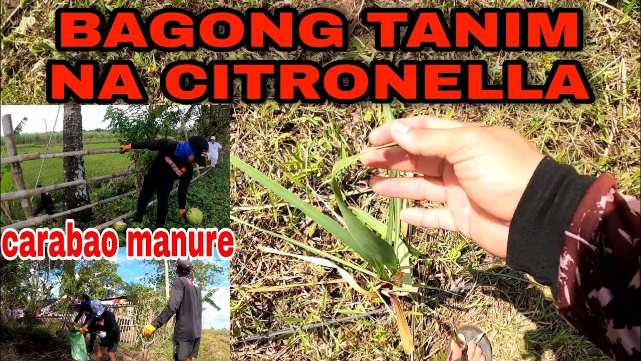 EP48: UPDATE SA FARM 2 CITRONELLA FARMING + CARABAO MANURE - YouTube