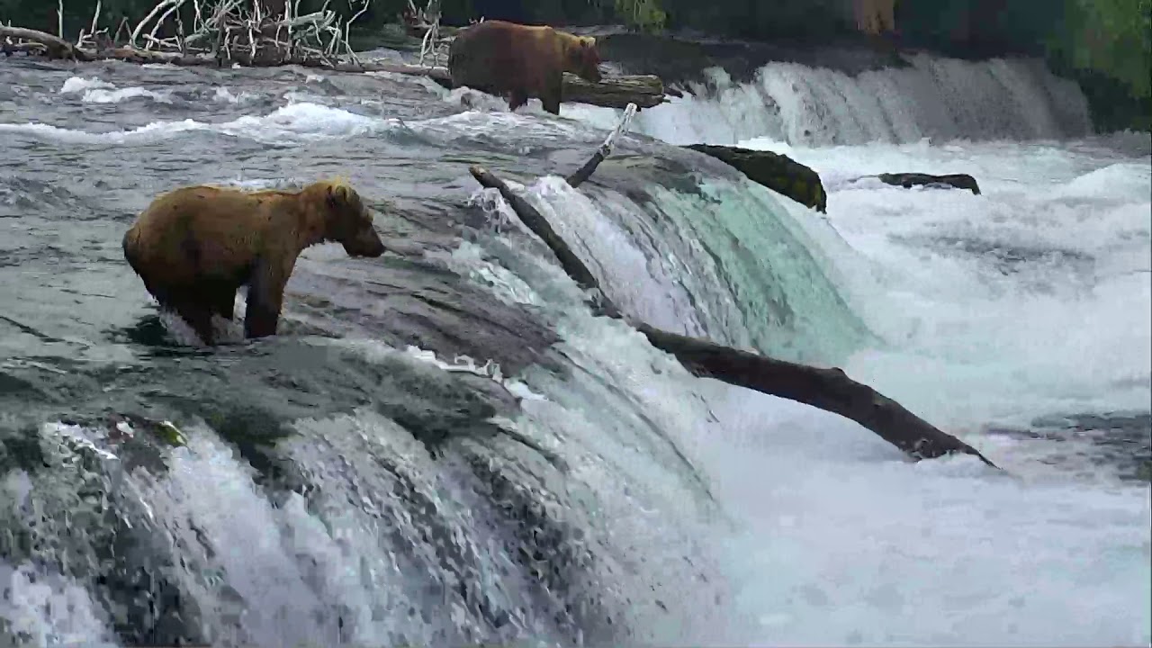 Brooks Falls Brown Bears Cam 07-03-2018 21:20:27 - 22:20:28 - YouTube