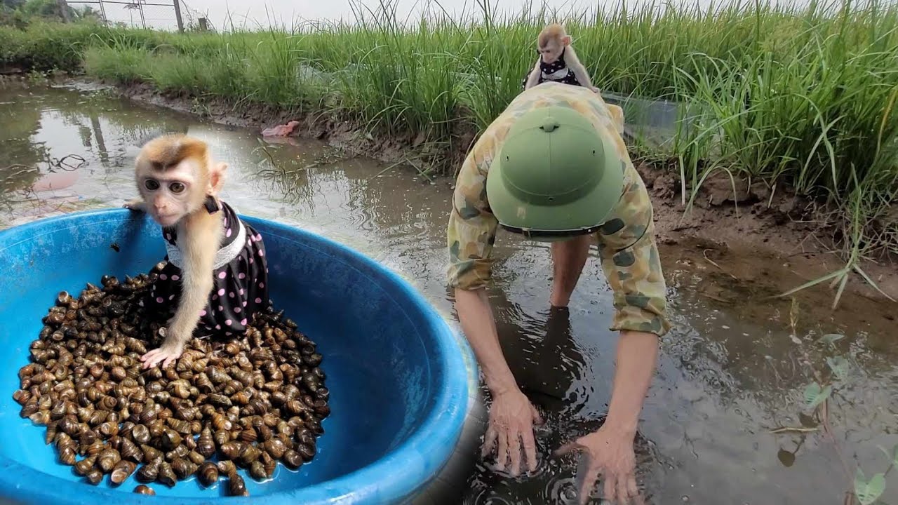 The clever little monkey goes catching snails in the field with his ...
