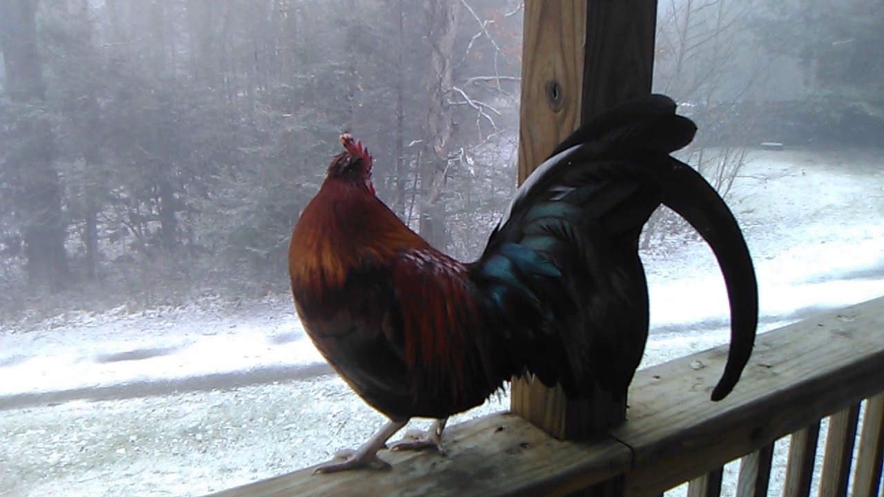 Good morning Mr.Rooster 🐓🐓🐓 🐓🐓 🐓 - YouTube