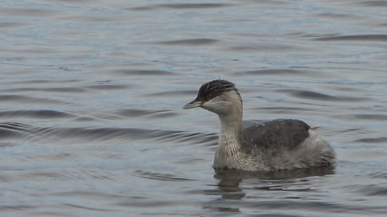 Hoary-headed Grebe, Raymond Island Victoria, Australia - YouTube