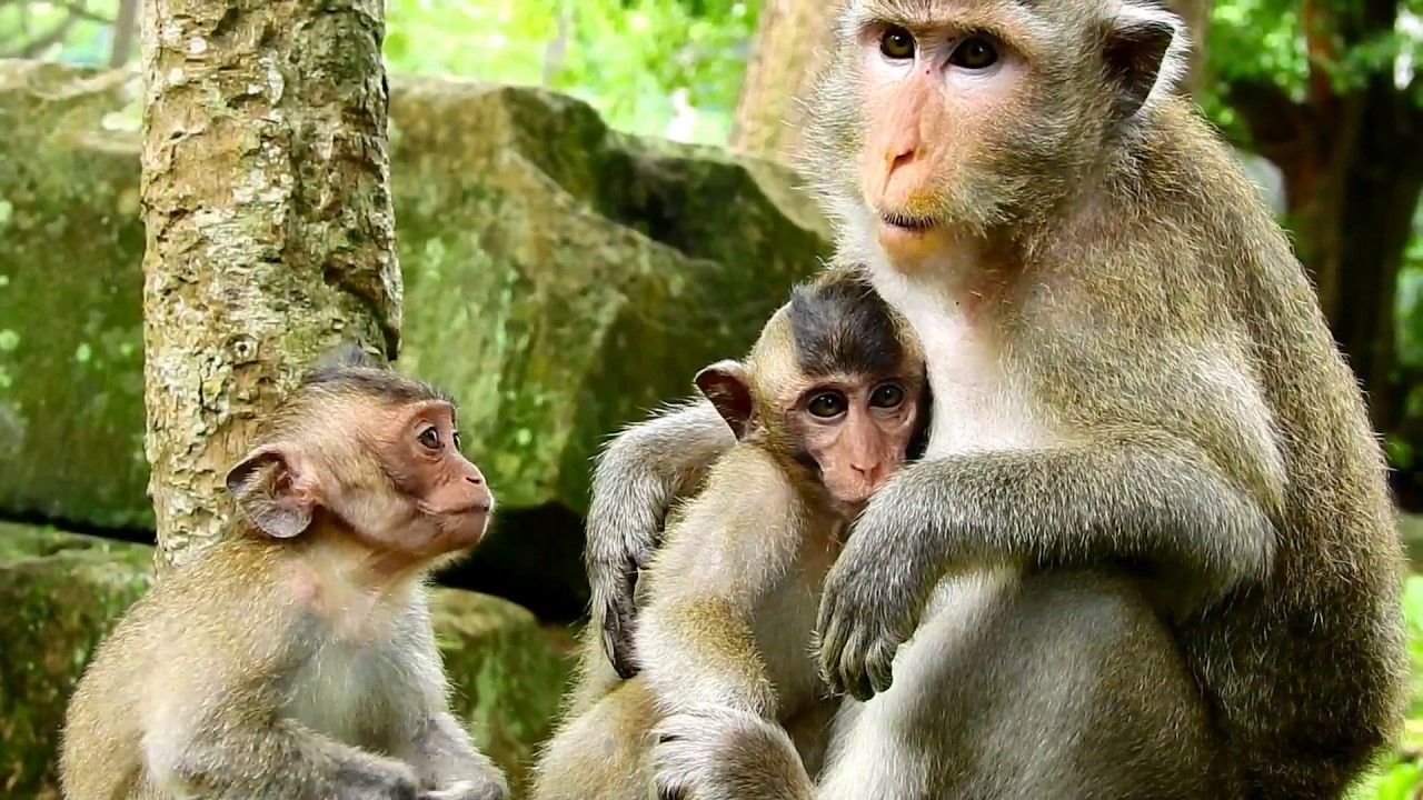 Sad baby just jealous why monkey fighting ? Baby want hug monkey angry ...