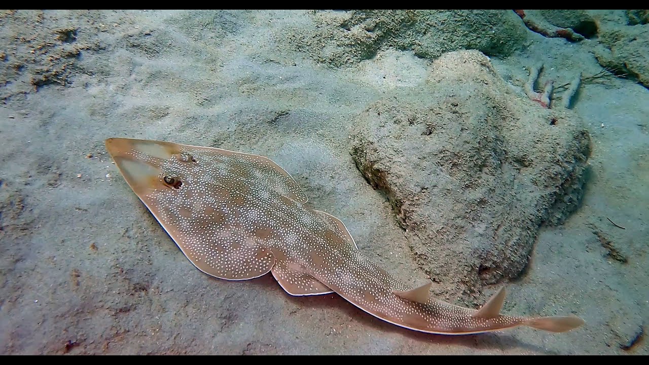 Guitar fish encounter - YouTube