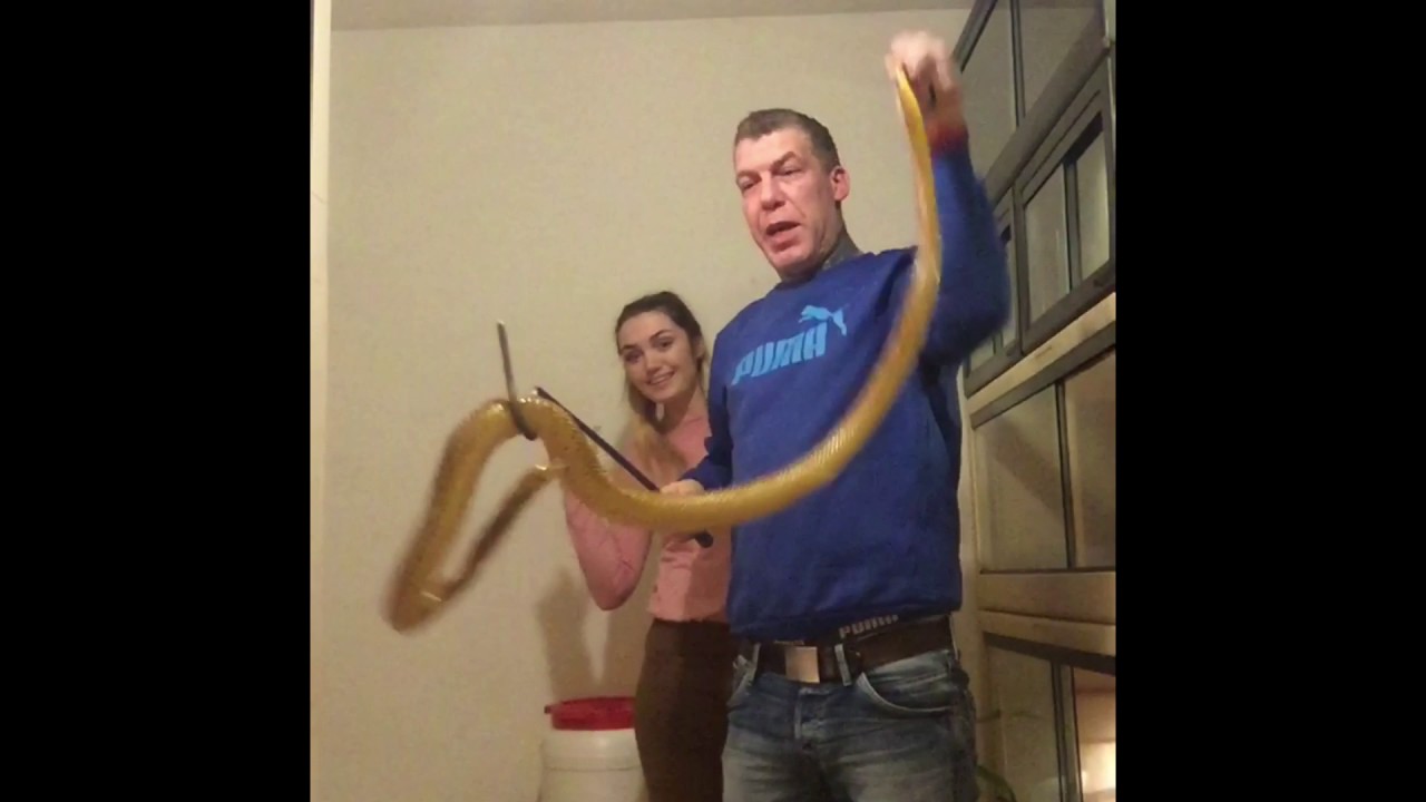 Cape Cobra breeding attempt - YouTube