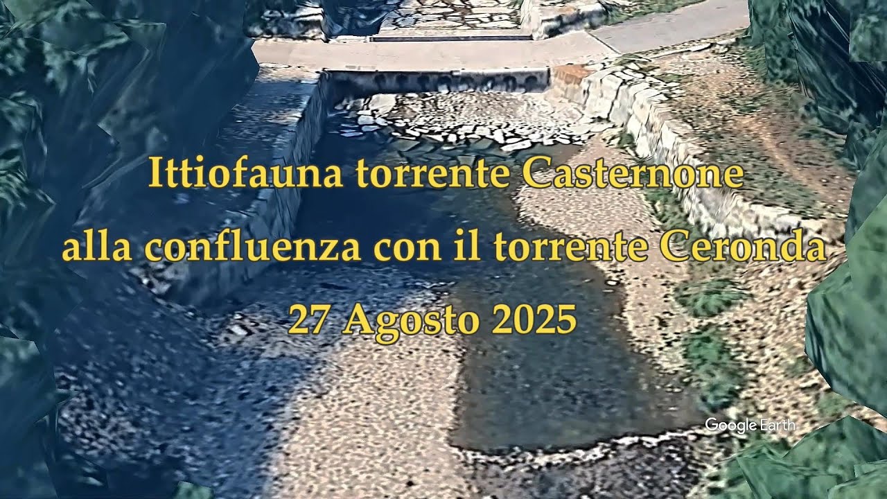 Ittiofauna torrente Casternone alla confluenza con il torrente Ceronda ...