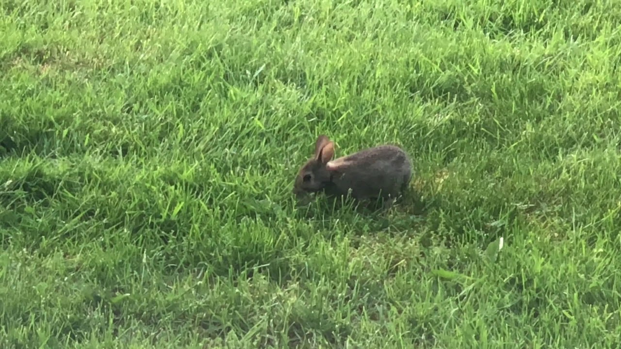 Baby Yard Bunnies 2020 - YouTube