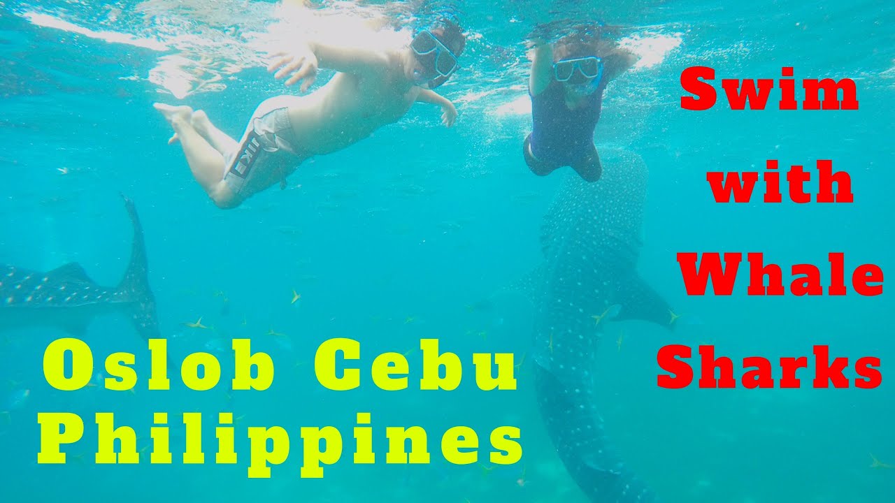Swimming with Whale Sharks in Oslob Cebu: Butanding Watching ...