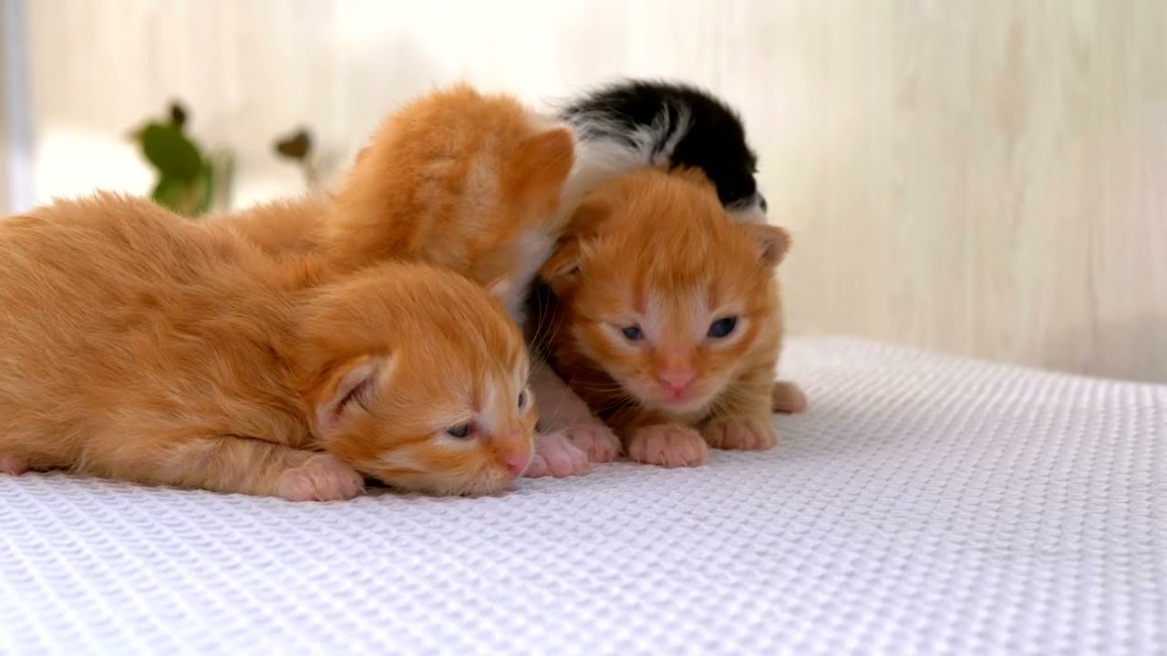 🐈Mamãe GATO e Seus Filhotes. - YouTube