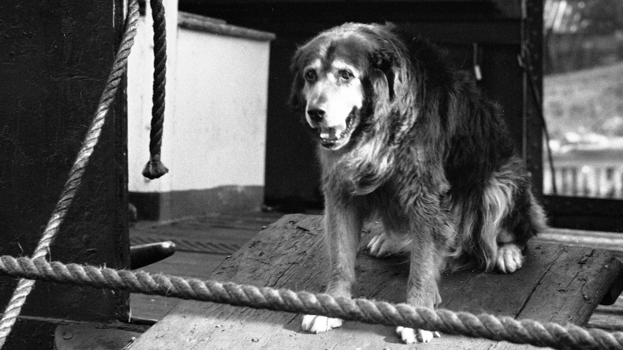 Lighthouse Dog: The Story of Sport | Wisconsin Lighthouses - YouTube